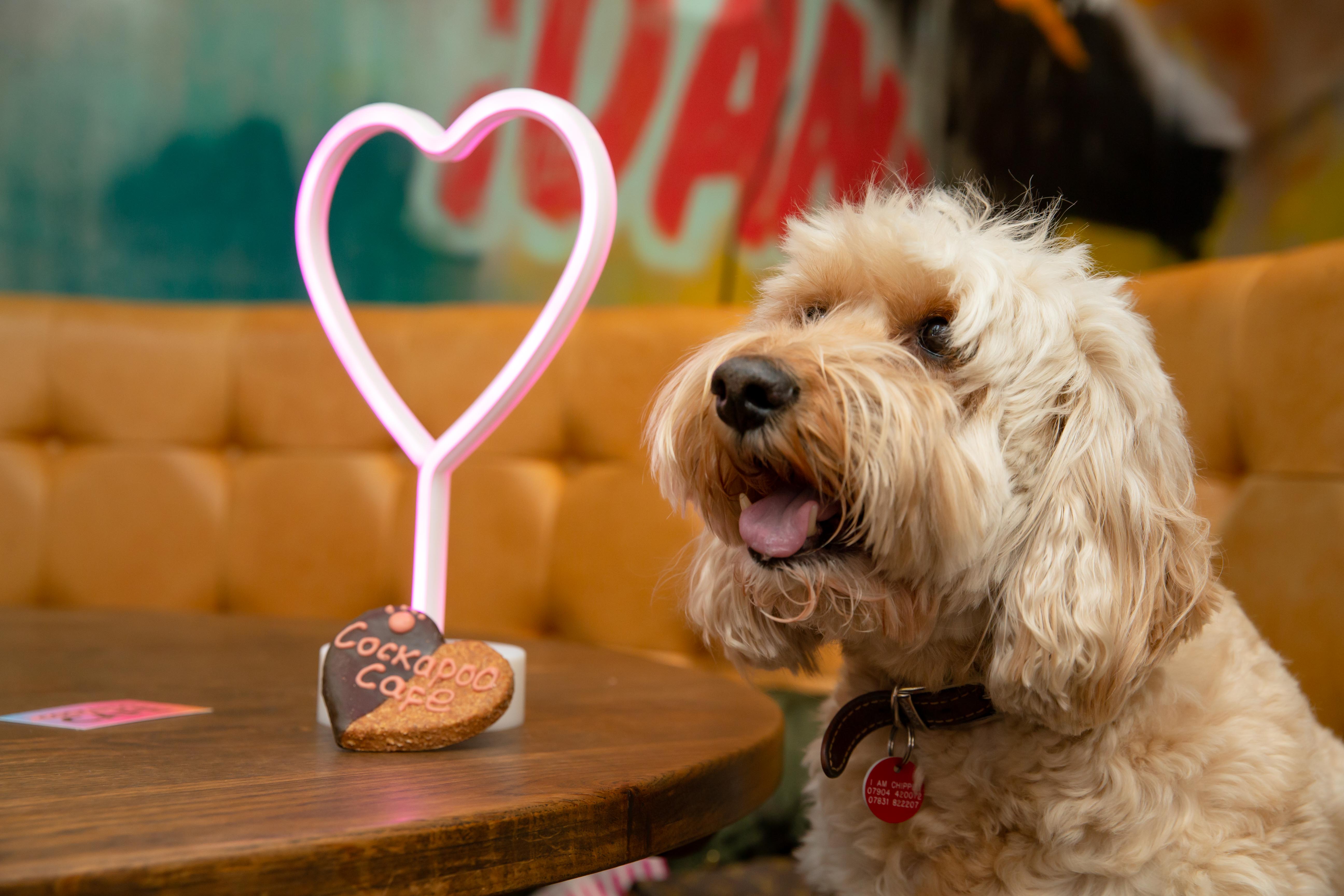 Doodle Disco London – OFFICIAL POP+BARK