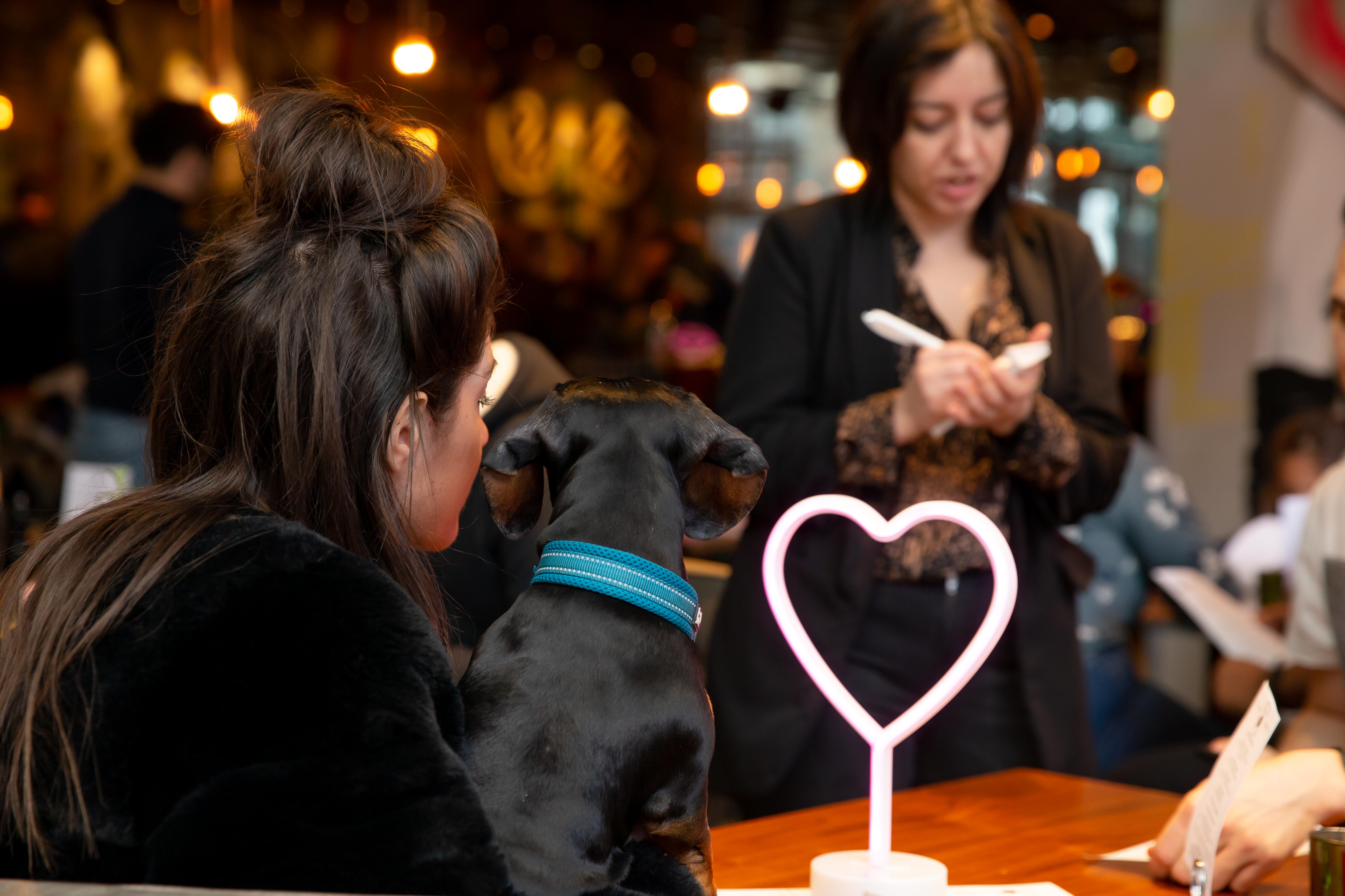 Doodles-59 – OFFICIAL POP+BARK