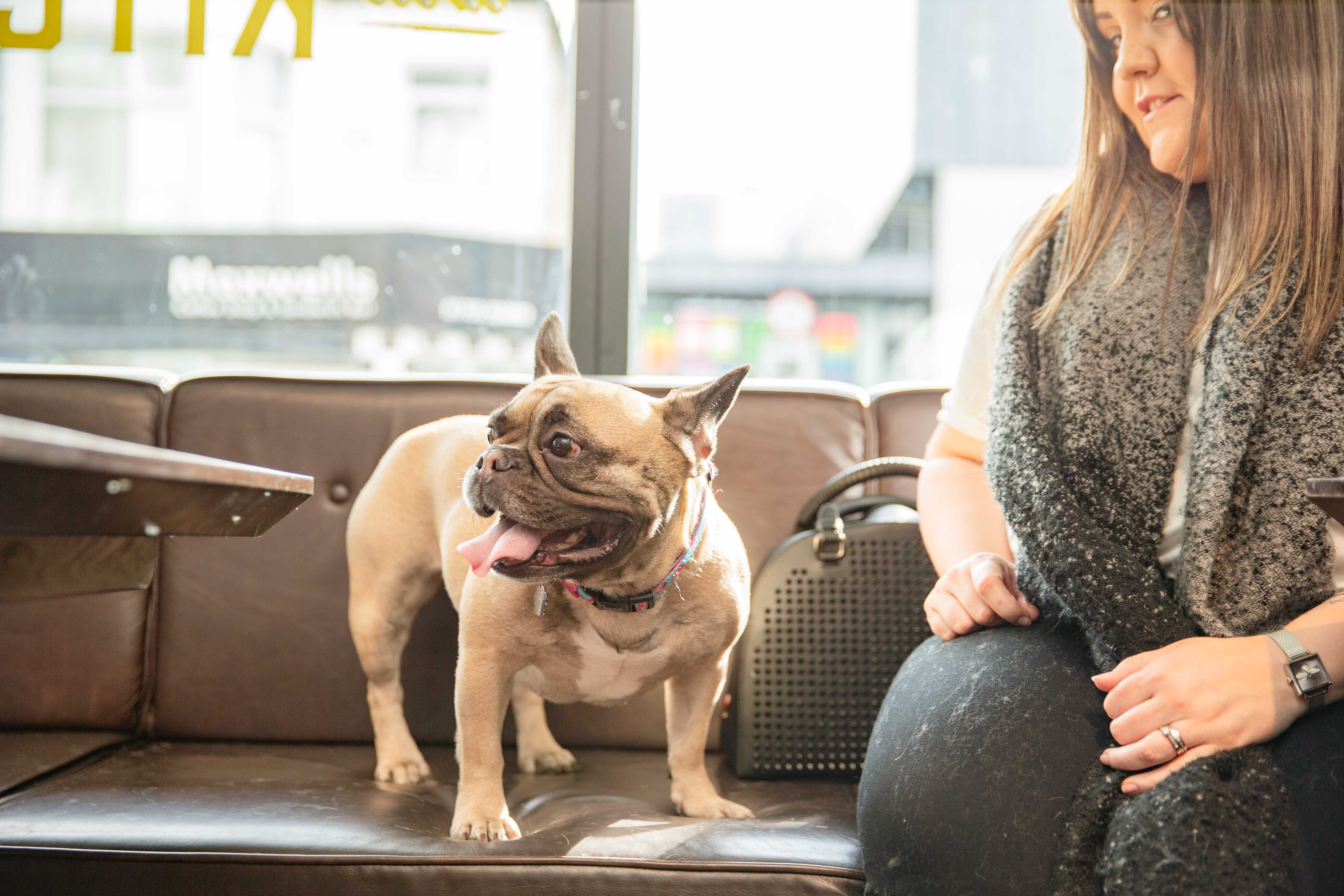 Frenchie Cafe™ Essex – OFFICIAL POP+BARK