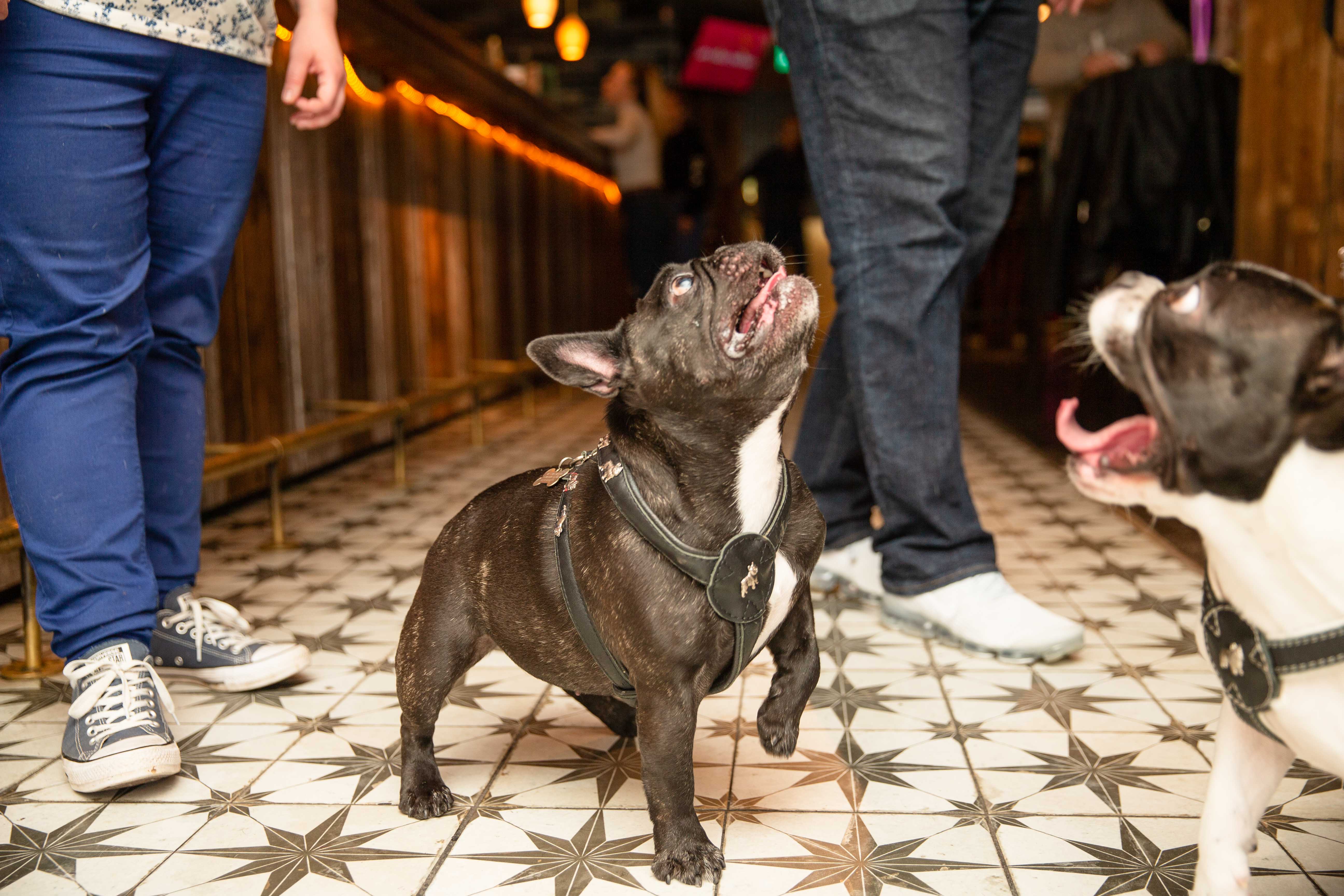 Frenchie Cafe™ Essex – OFFICIAL POP+BARK