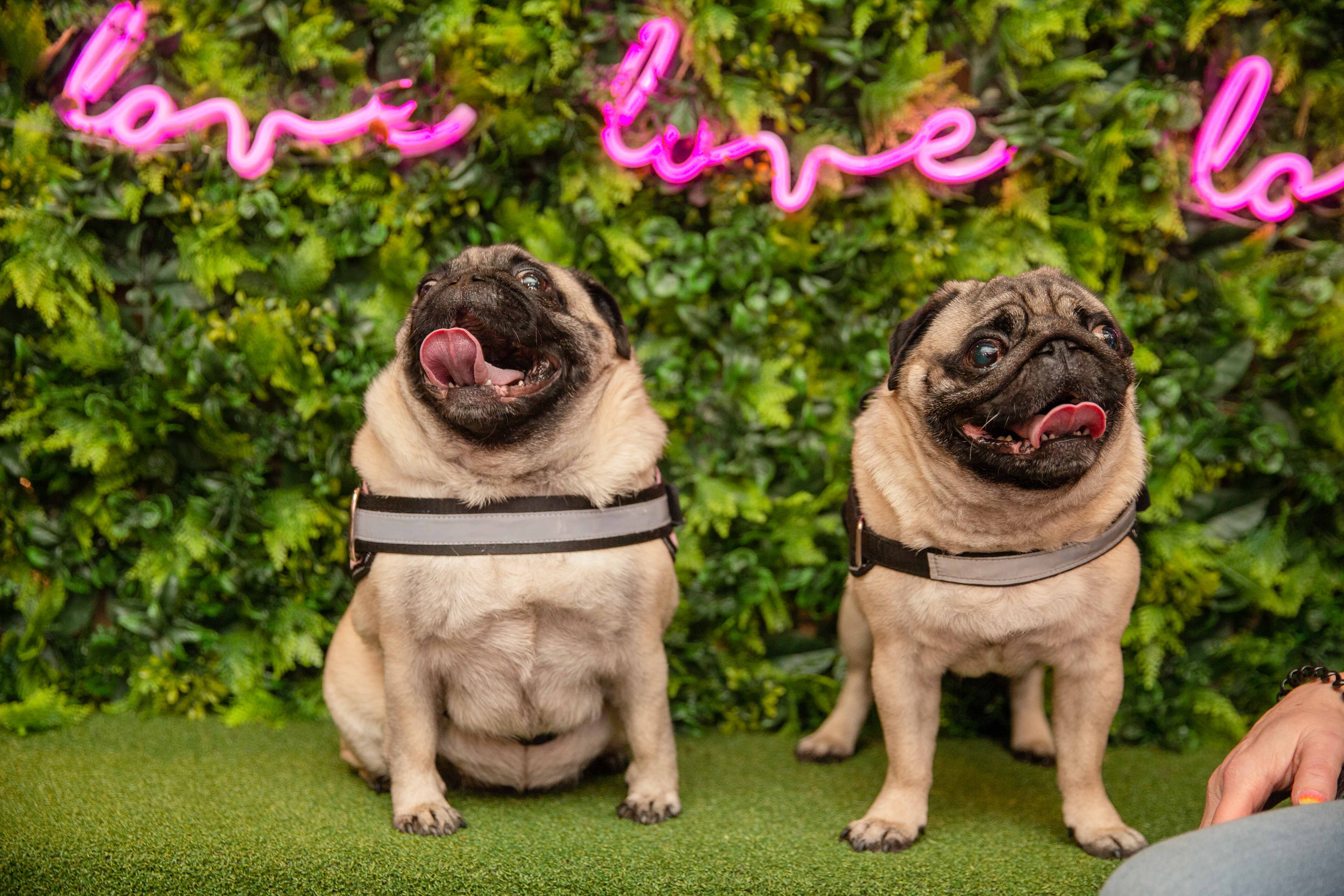 Pug Cafe™ Summer of Love in Newcastle on the 25th July – OFFICIAL POP+BARK