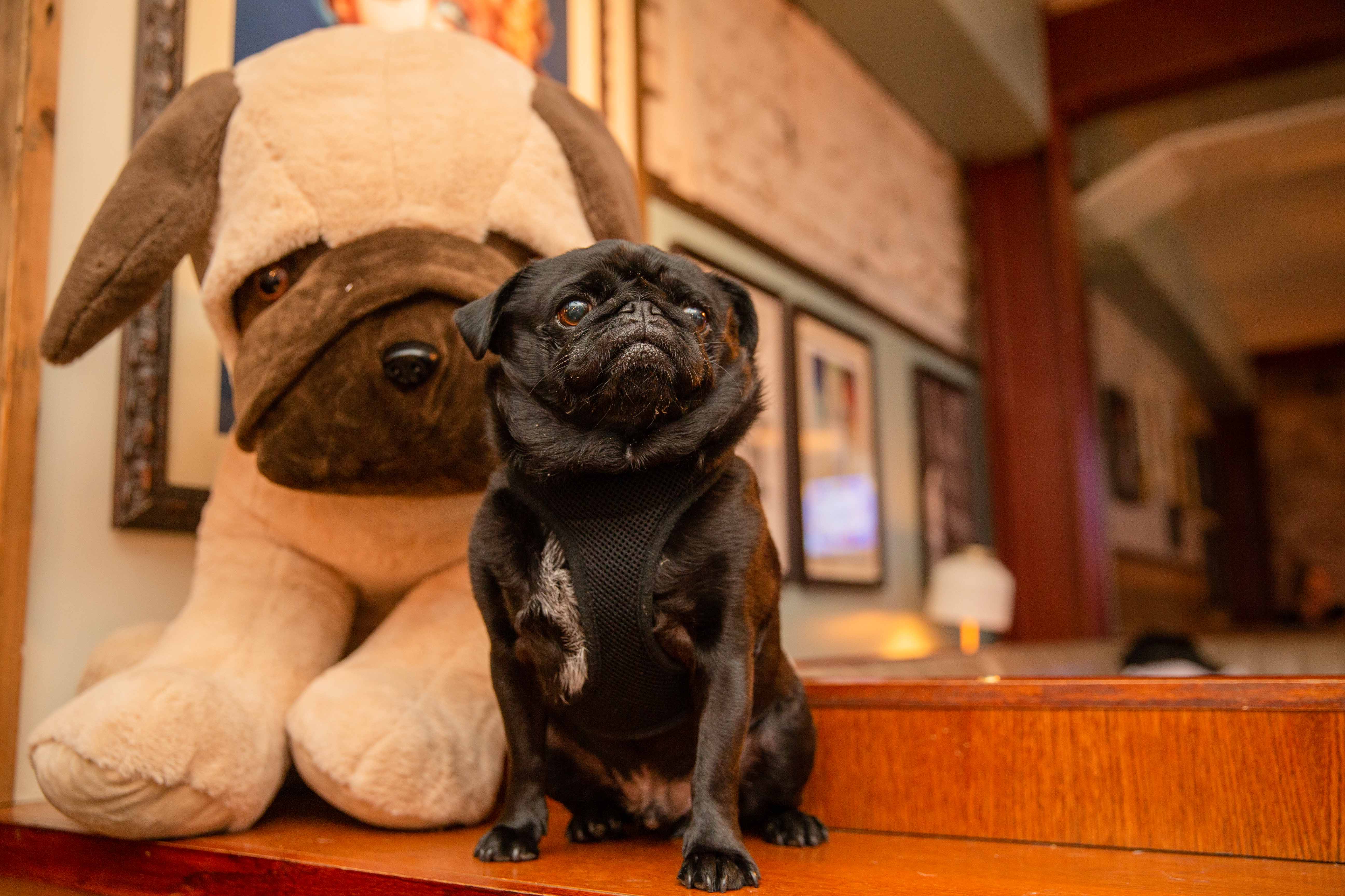 Pug Cafe Essex – OFFICIAL POP+BARK