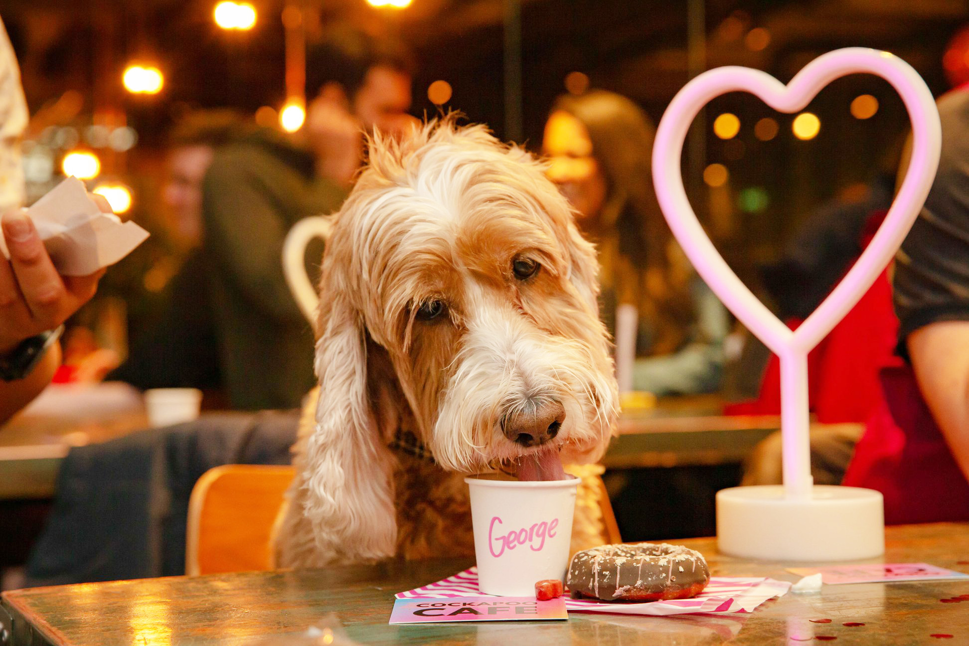 Cockapoo Cafe™ Nottingham at Revolucion de Cuba on the 22nd August 2021 ...