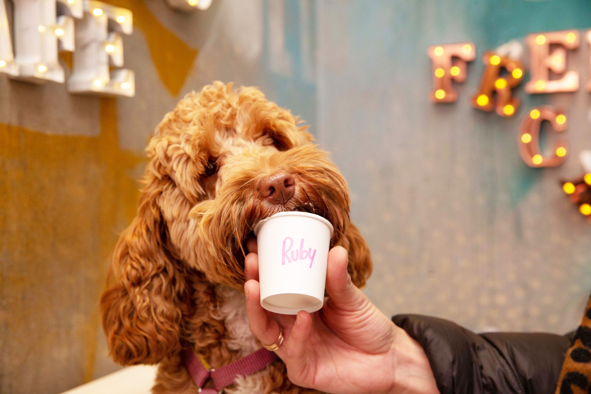 Cockapoo Cafe™ Nottingham at Revolucion de Cuba on the 22nd August 2021 ...