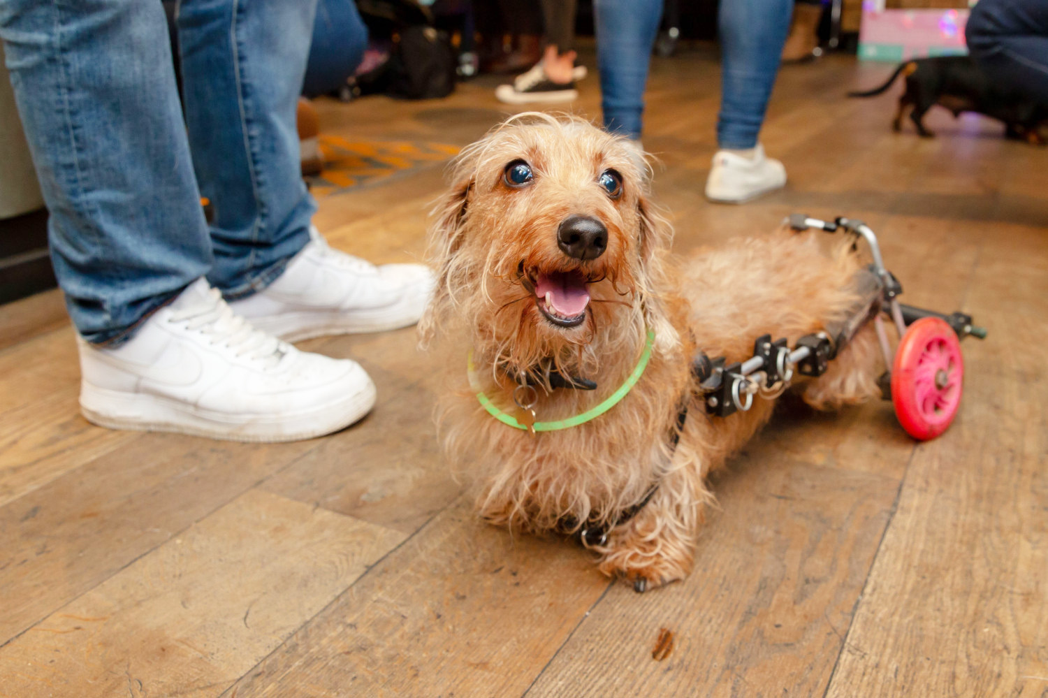 doodles-538 – OFFICIAL POP+BARK