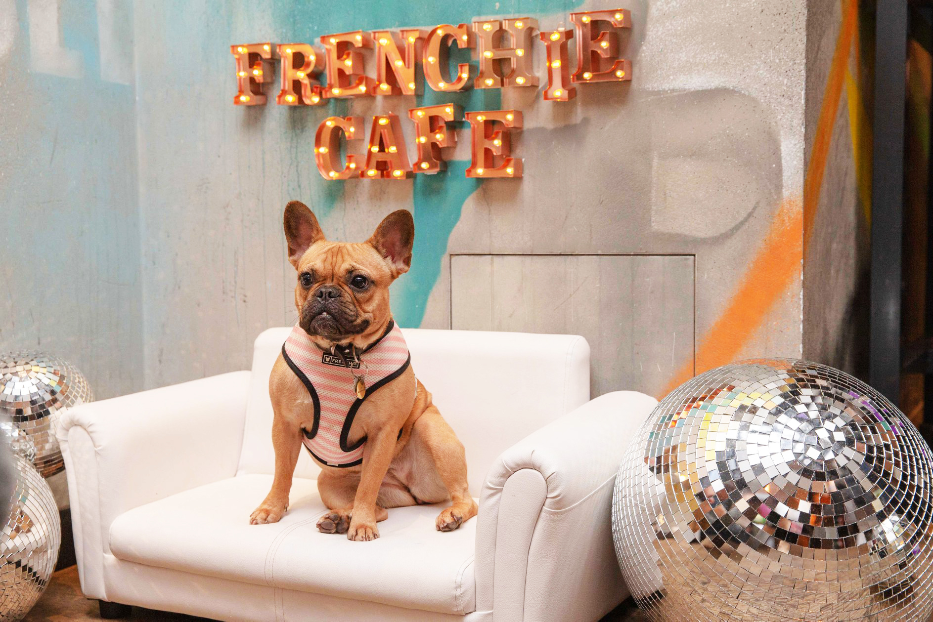 Frenchie Cafe™ DISCO Edition Leeds 15th August – OFFICIAL POP+BARK