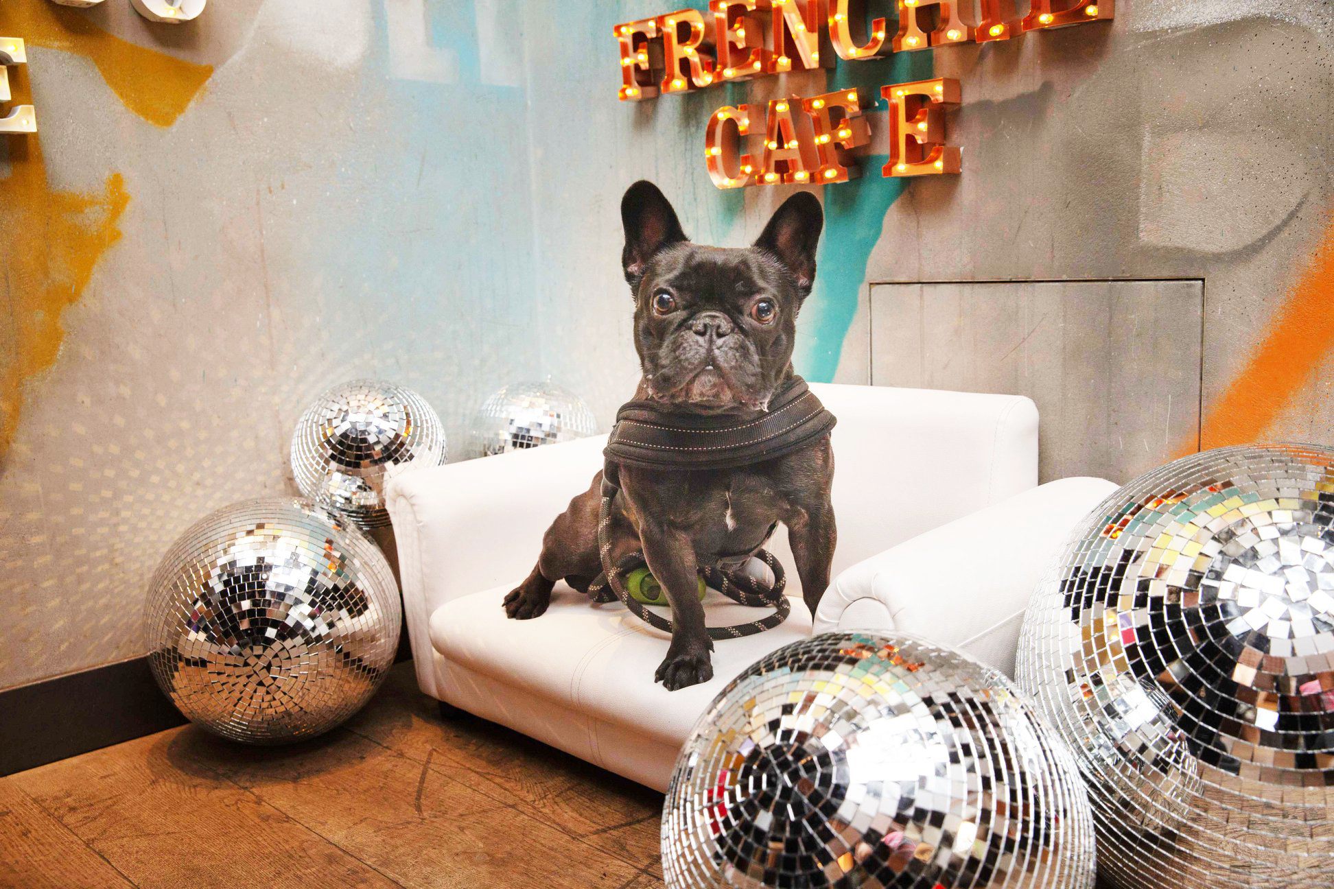 Frenchie Cafe™ DISCO Edition Leeds 15th August – OFFICIAL POP+BARK