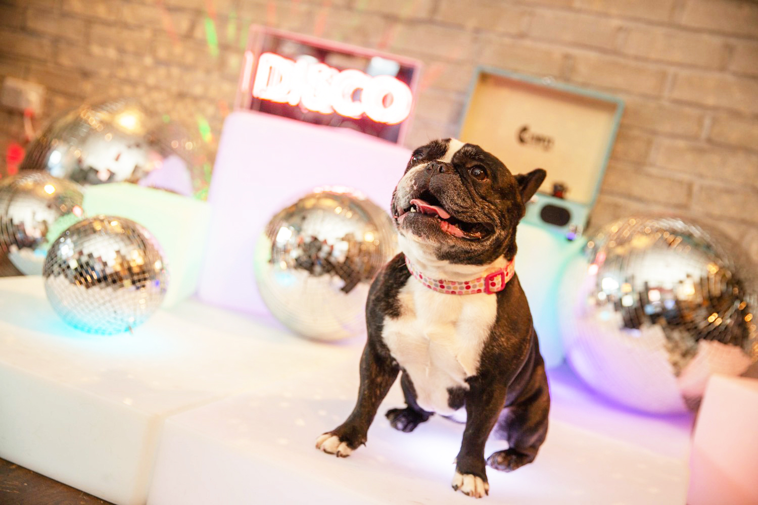 Frenchie Cafe™ DISCO Edition Leeds 15th August – OFFICIAL POP+BARK