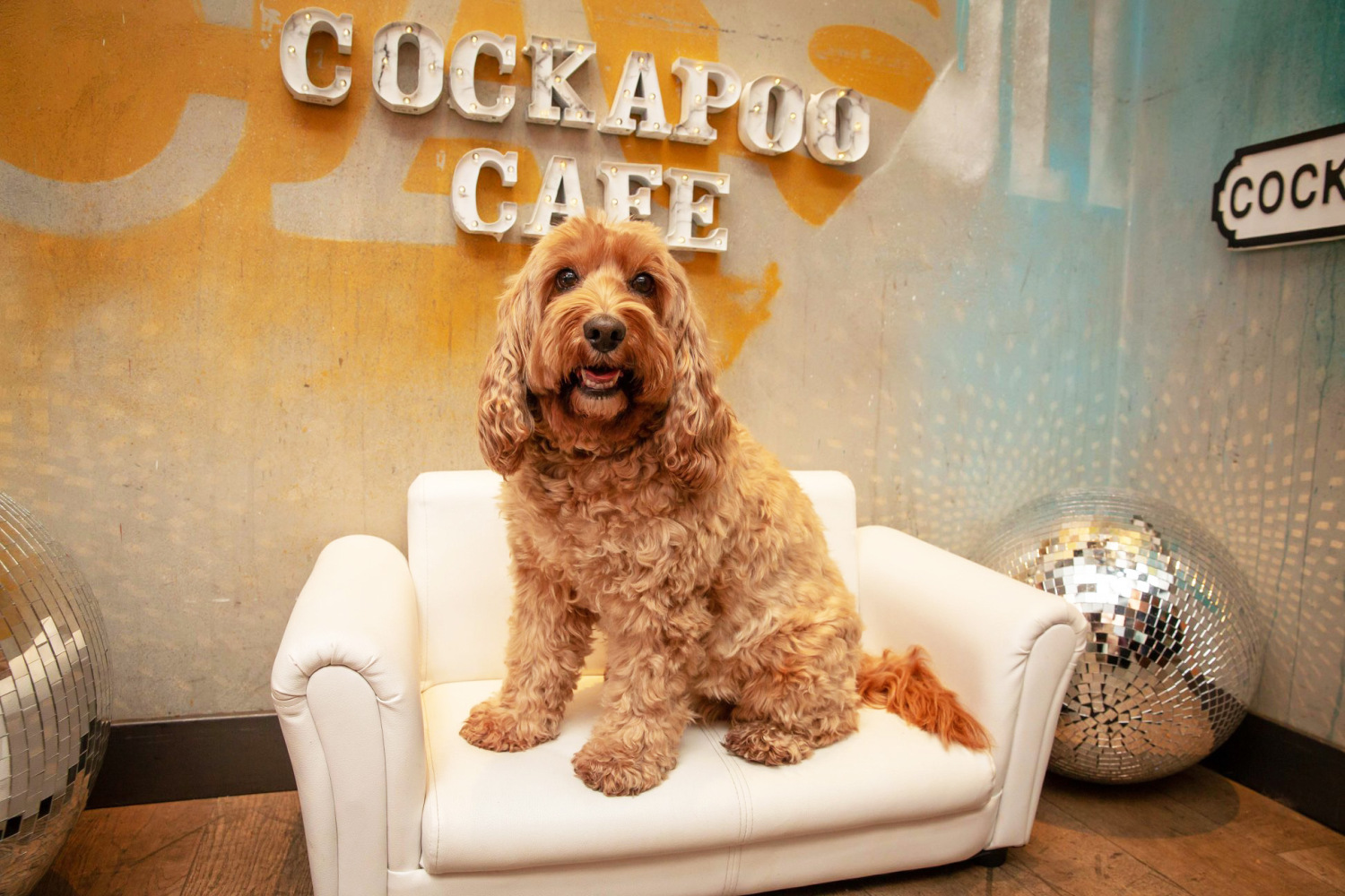 Cockapoo Cafe™ is coming to Southampton on 7th November – OFFICIAL POP+BARK