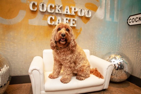 picture1 – OFFICIAL POP+BARK