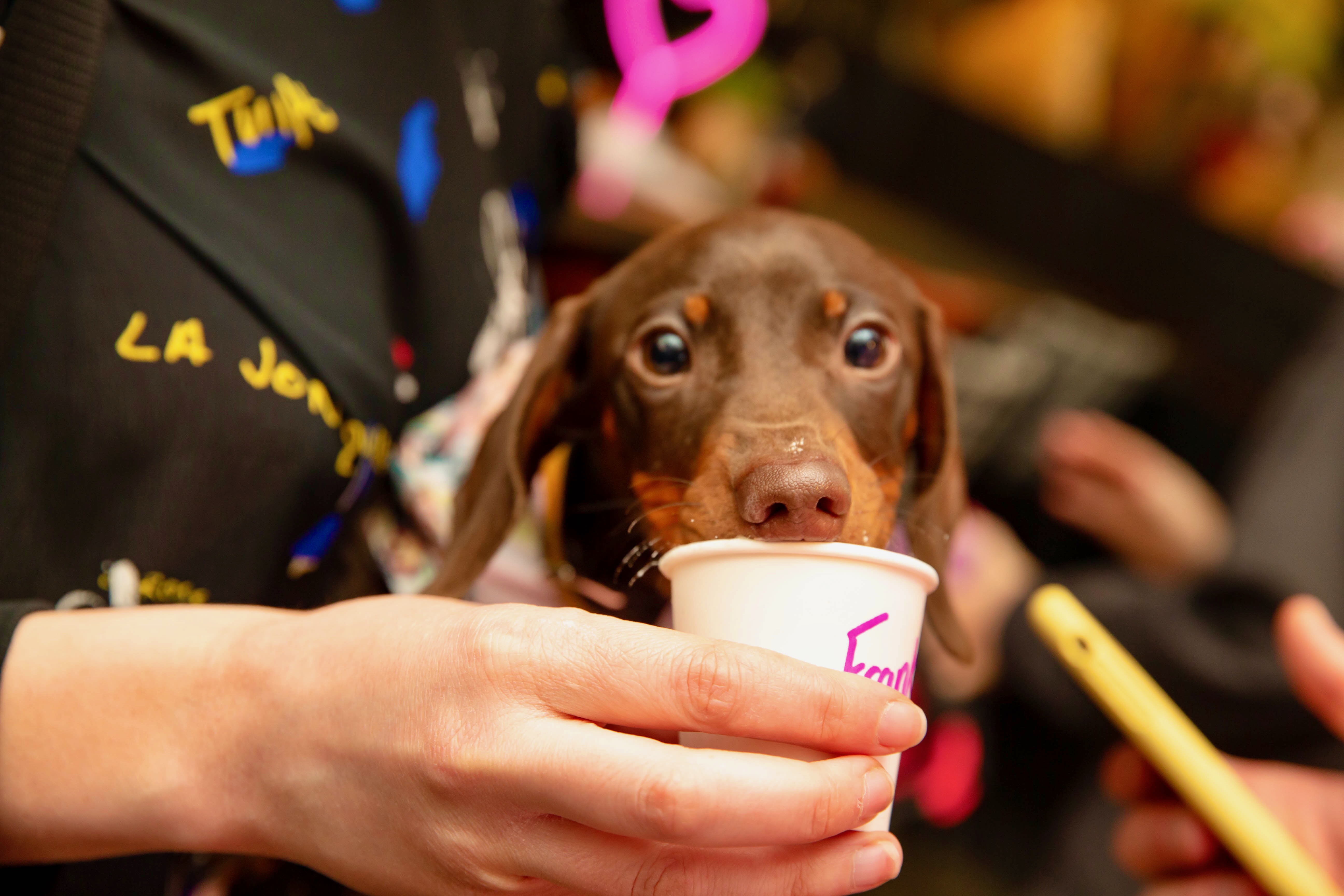 Dachshund Cafe Kent at Pitcher & Piano 11th September 2022 – OFFICIAL ...