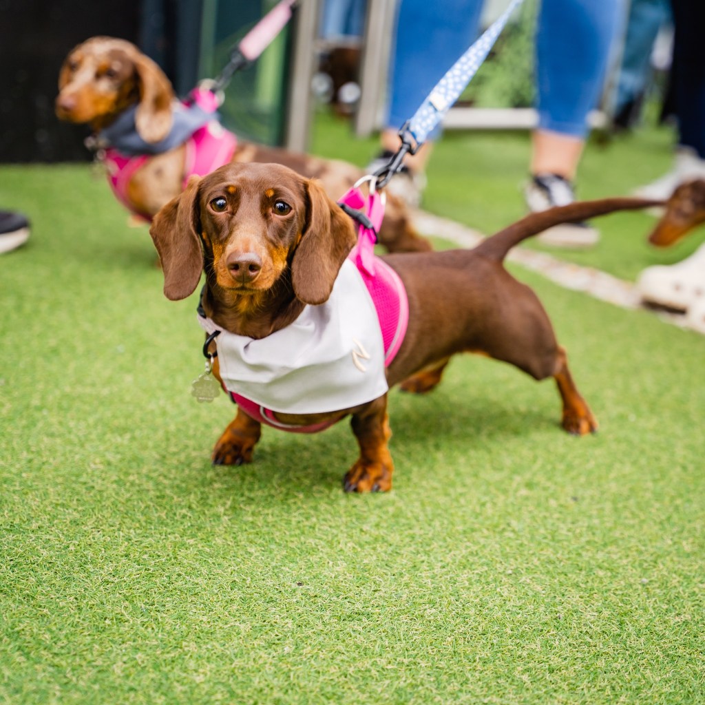 Dachshund Disco™Resorts World Birmingham – OFFICIAL POP+BARK