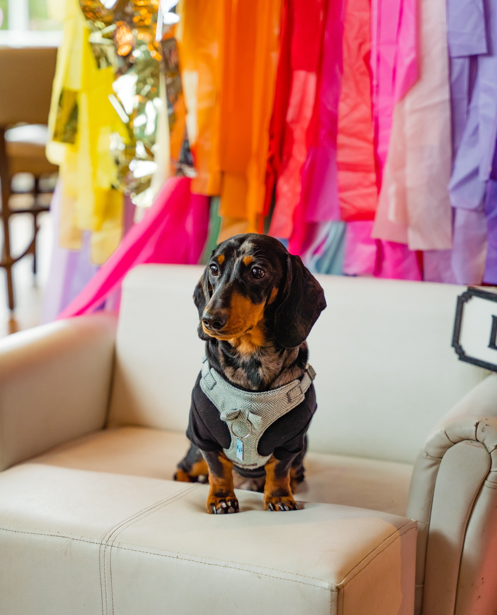 Dachshund Disco™Resorts World Birmingham – OFFICIAL POP+BARK