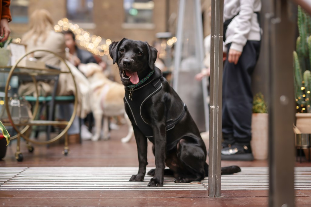 Labrador Cafe at Devonshire Terrace London 2024 – OFFICIAL POP+BARK