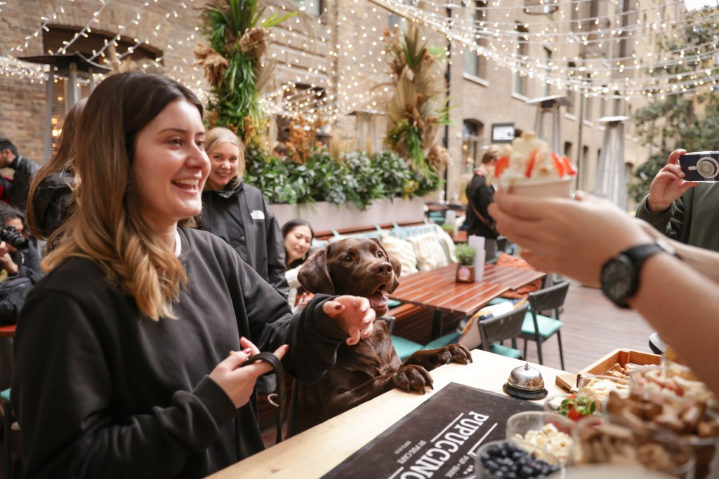 Labrador Cafe at Devonshire Terrace London 2024 – OFFICIAL POP+BARK