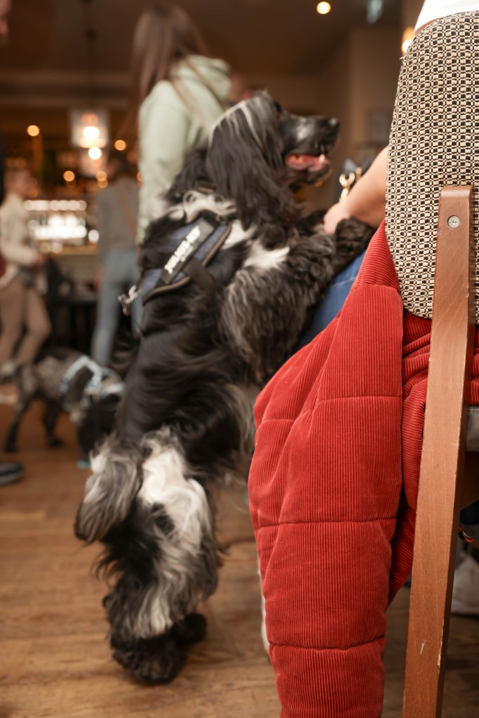 Cocker Spaniel Cafe London 2024 Part 2 – OFFICIAL POP+BARK