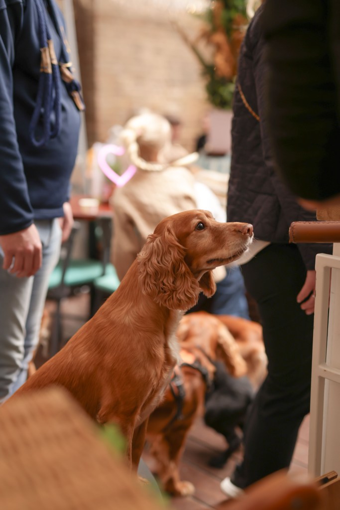 Cocker Spaniel Cafe London 2024 Part 2 – OFFICIAL POP+BARK