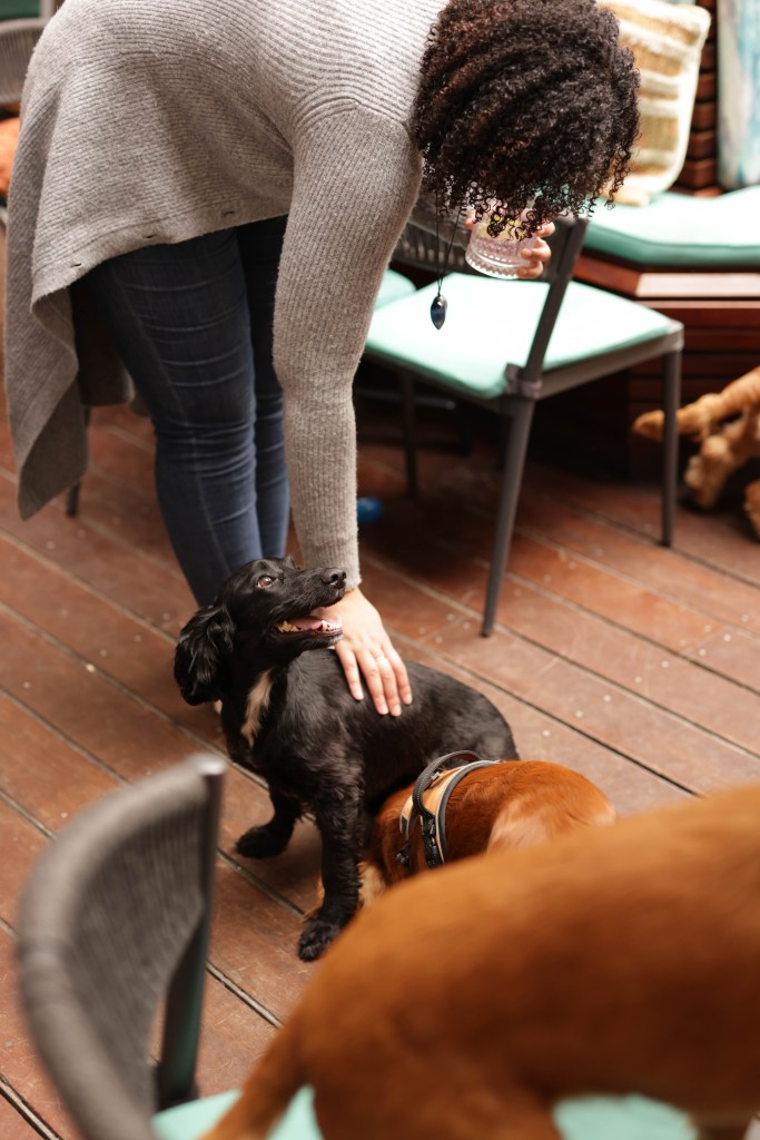 Cocker Spaniel Cafe London 2024 Part 2 – OFFICIAL POP+BARK