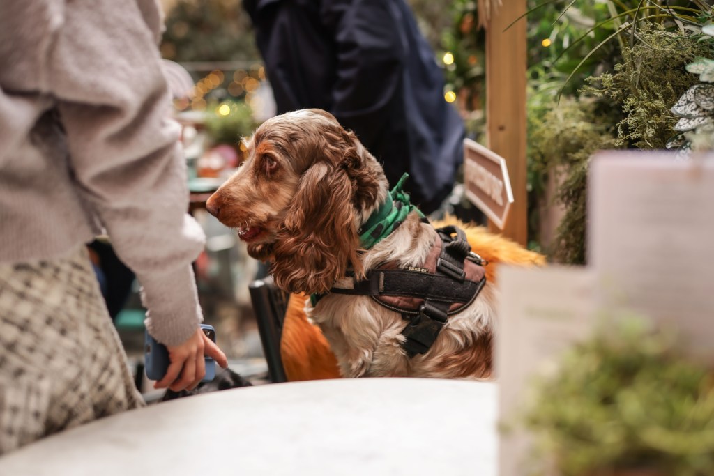 Cocker Spaniel Cafe London 2024 Part 2 – OFFICIAL POP+BARK