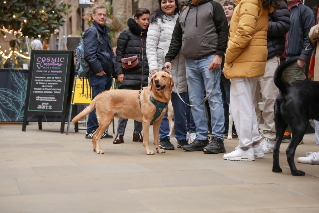 Labrador Cafe at Devonshire Terrace London 2024 – OFFICIAL POP+BARK