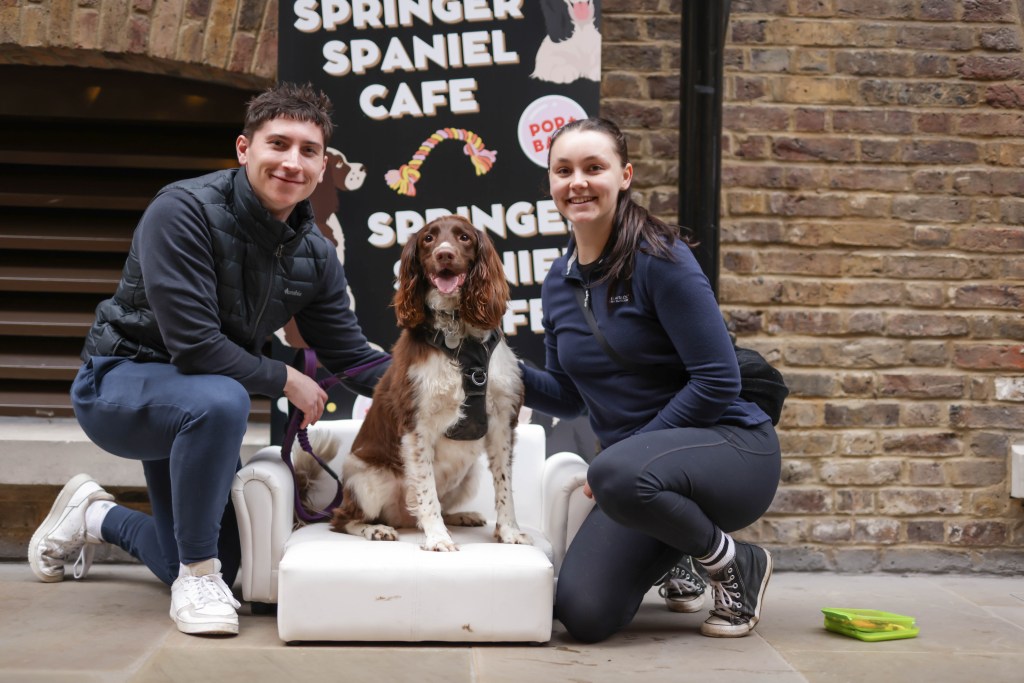 Springer Spaniel Cafe at Devonshire Terrace London 2024 – OFFICIAL POP+BARK