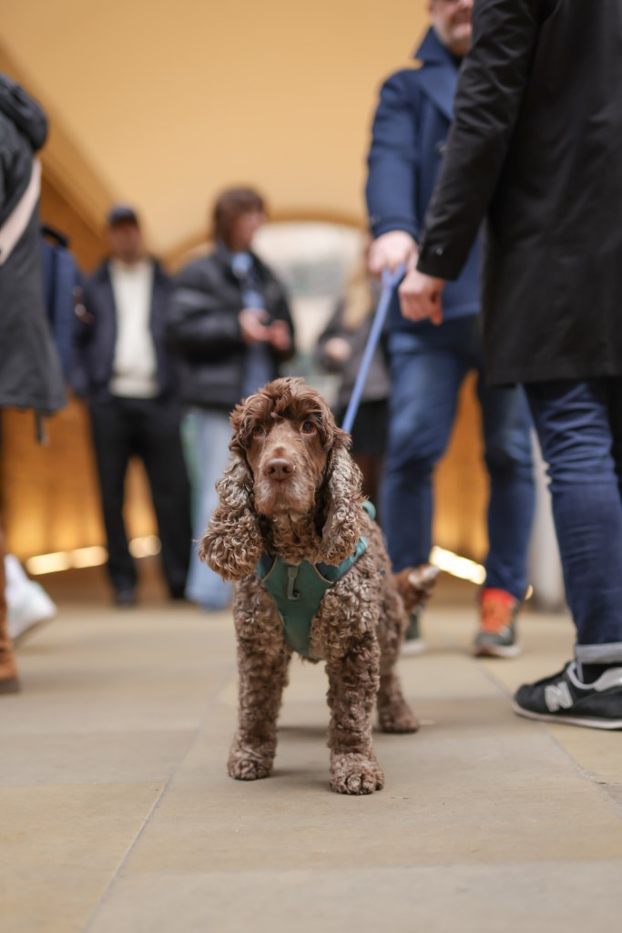 Cocker Spaniel Cafe London 2024 Part 2 – OFFICIAL POP+BARK