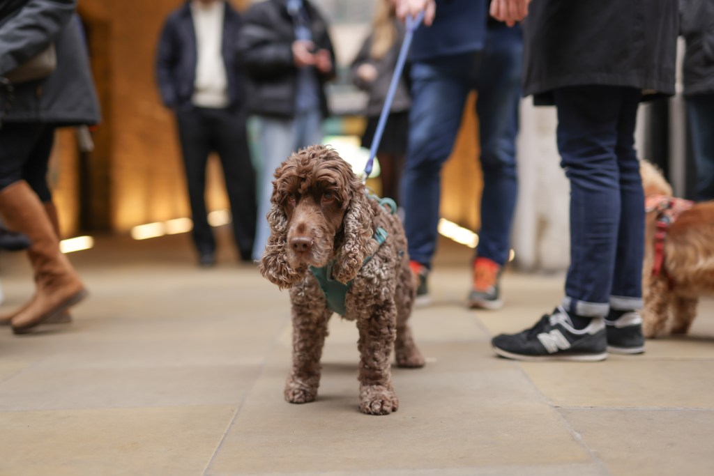 Cocker Spaniel Cafe London 2024 Part 2 – OFFICIAL POP+BARK