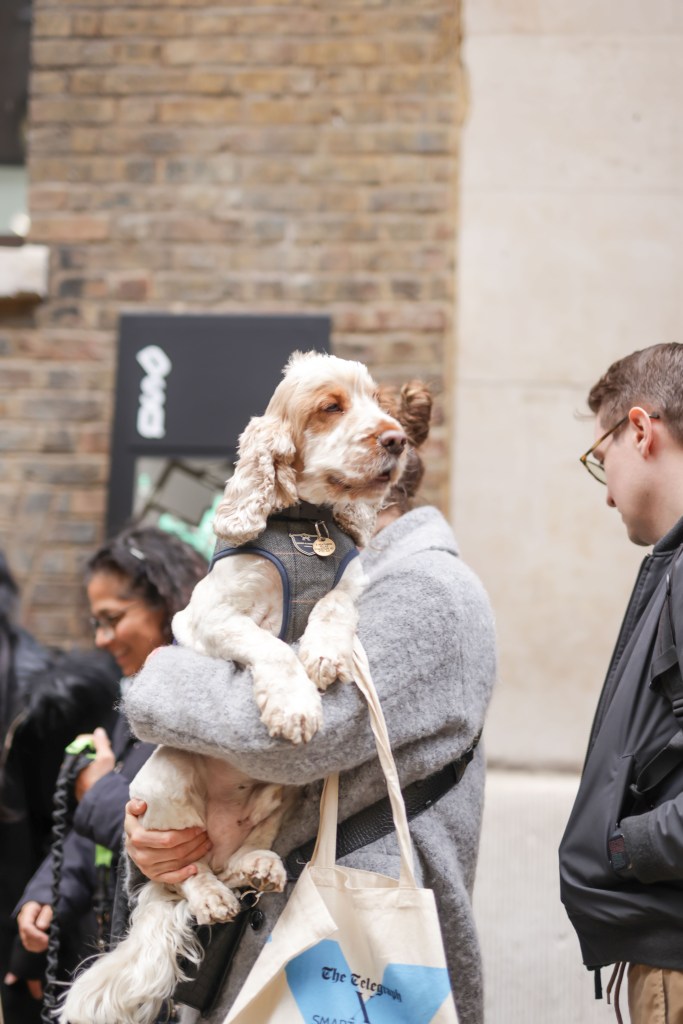 Cocker Spaniel Cafe London 2024 Part 2 – OFFICIAL POP+BARK