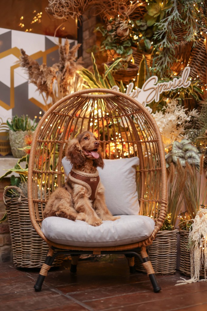 Cocker Spaniel Cafe London 2024 Part 2 – OFFICIAL POP+BARK