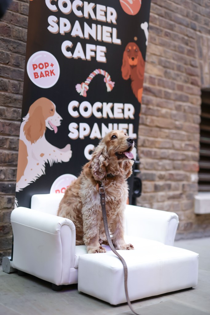 Cocker Spaniel Cafe London 2024 Part 2 – OFFICIAL POP+BARK