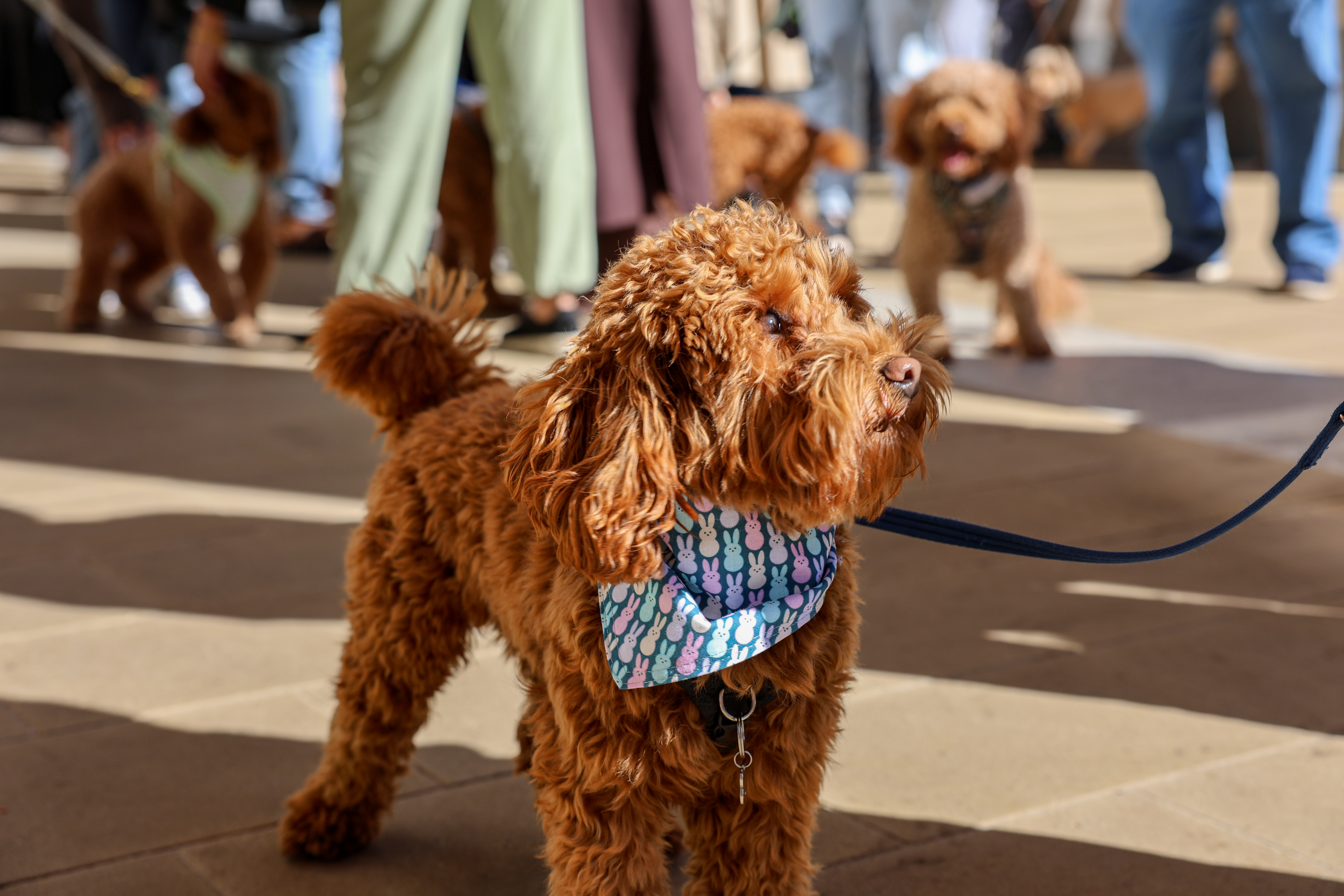 Cockapoo Cafe London Easter 2025 – OFFICIAL POP+BARK