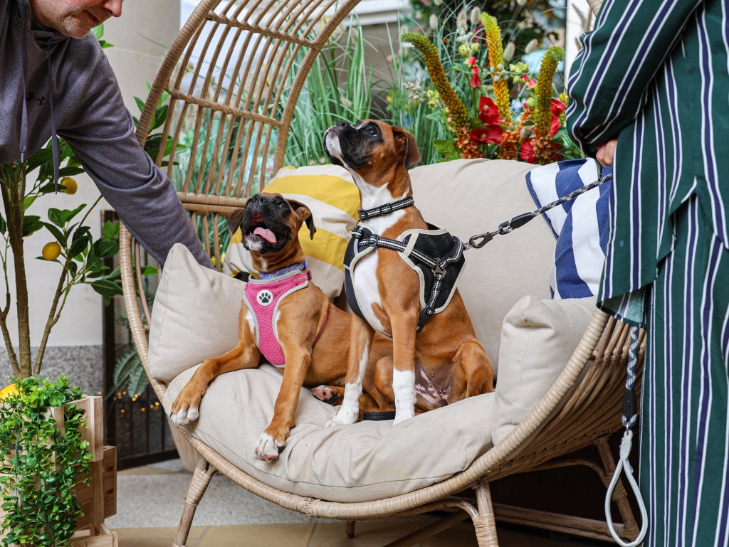 Boxer Cafe London Summer 2025 – OFFICIAL POP+BARK